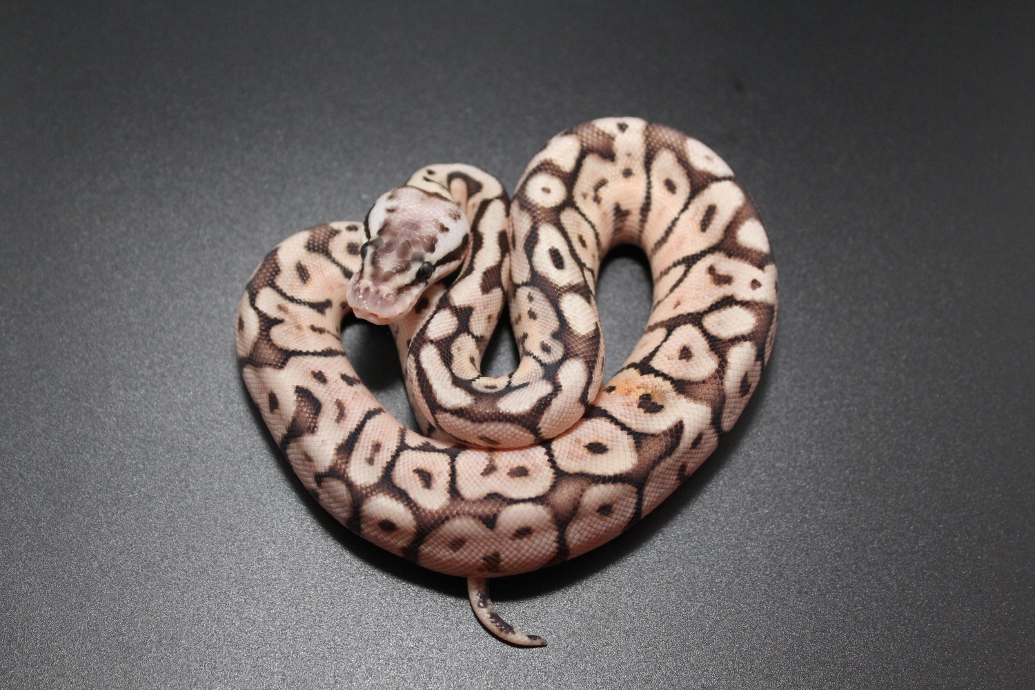 Ghi Black Widow Possible Het Clown Ball Python by East Coast Exotics ...