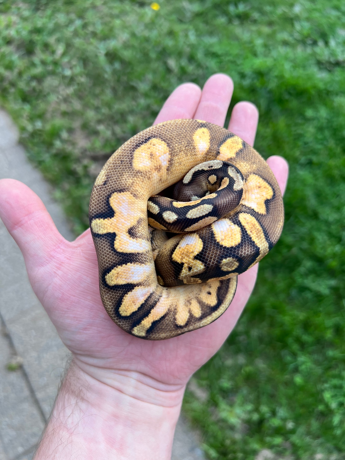Pastel Calico Pos Het Pied Ball Python by S&H Exotics - MorphMarket