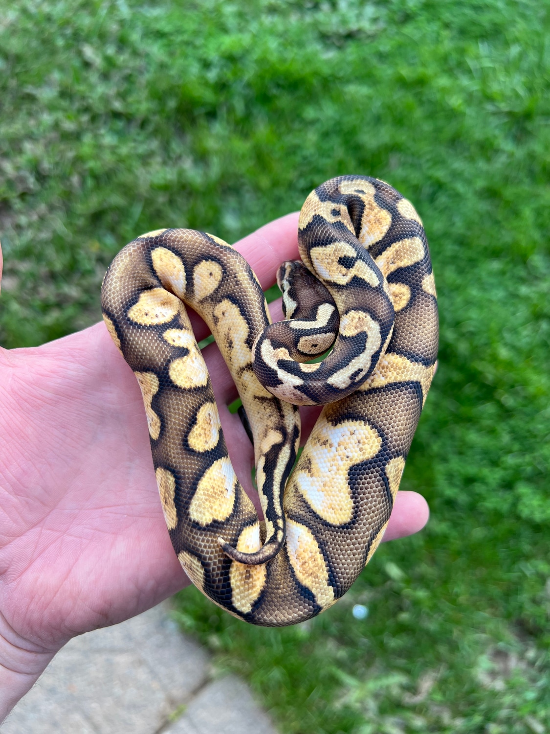 Pastel Calico Pos Het Pied Ball Python by S&H Exotics - MorphMarket