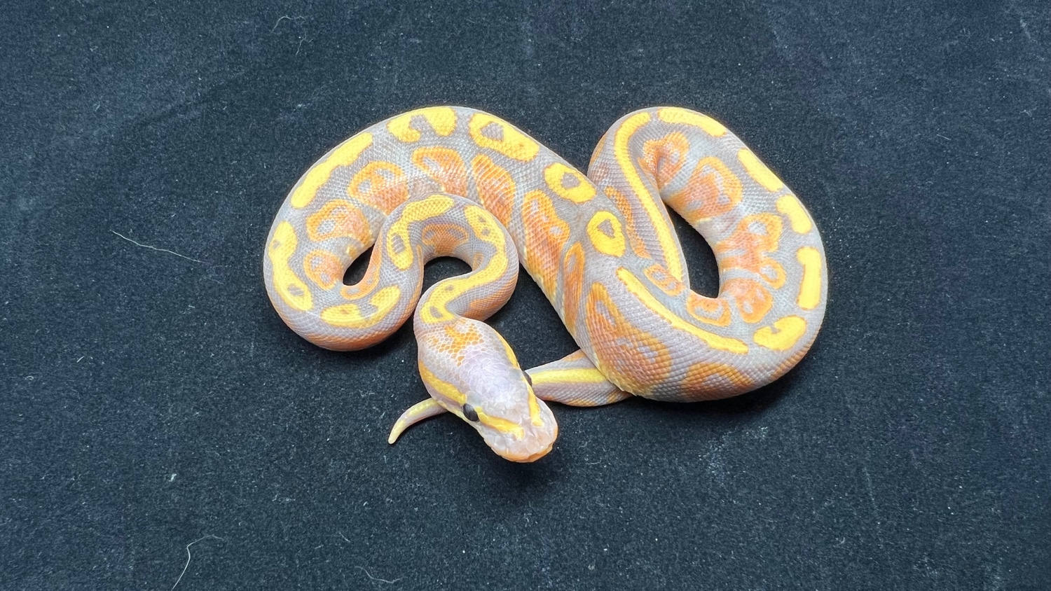 Banana Grim Ball Python by S&H Exotics - MorphMarket