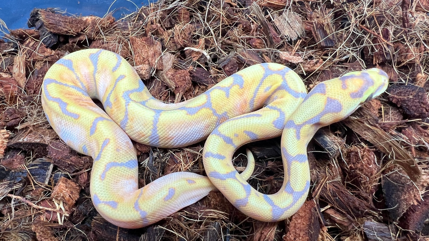 Banana Grim Woma Calico Ball Python by S&H Exotics - MorphMarket