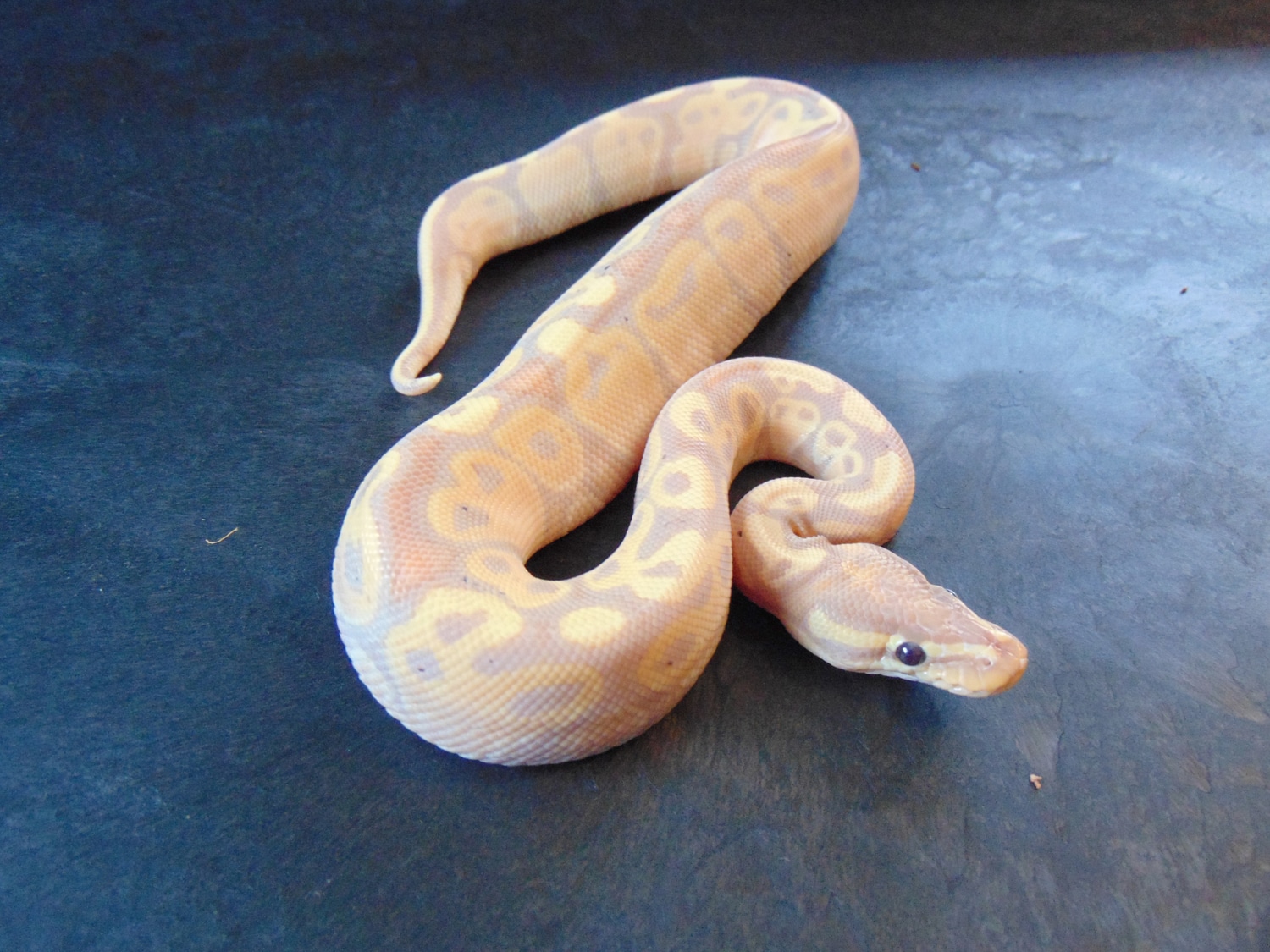 Banana Pastel 66% Het Pied Ball Python by Reppin' Reptiles - MorphMarket