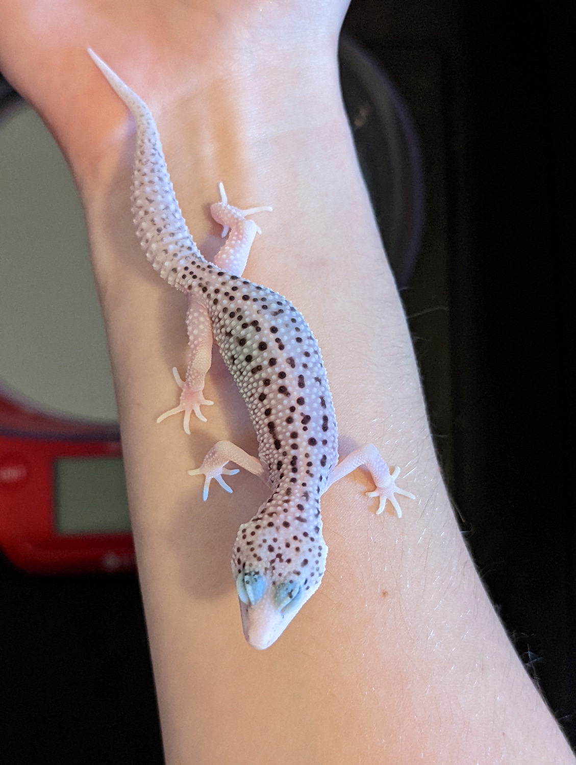 Super Snow Eclipse Ph Tremper Leopard Gecko by Sierra Nevada Geckos ...