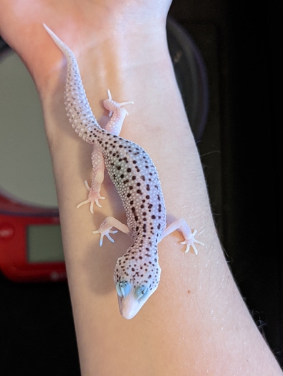 Super Snow Eclipse Ph Tremper Leopard Gecko by Sierra Nevada Geckos