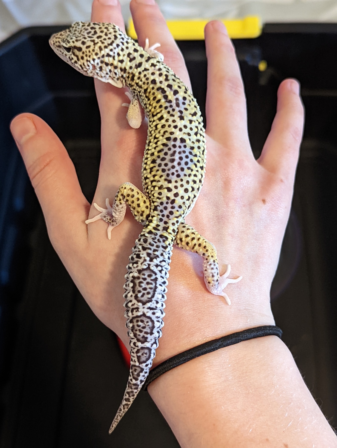 Mack Snow Eclipse Ph Tremper Leopard Gecko by Sierra Nevada Geckos ...
