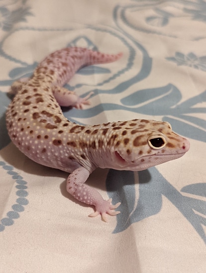Pet Only Female Leopard Gecko by Sierra Nevada Geckos