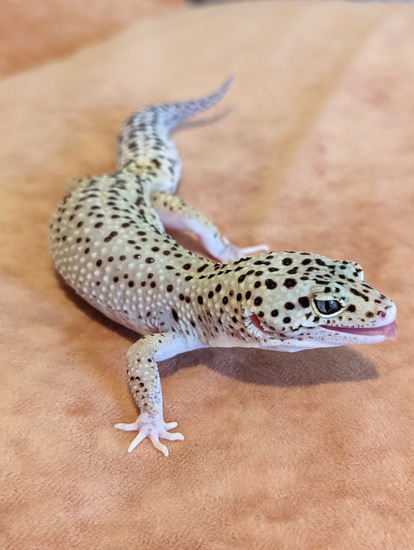 Eclipse Ph Tremper Leopard Gecko by Sierra Nevada Geckos