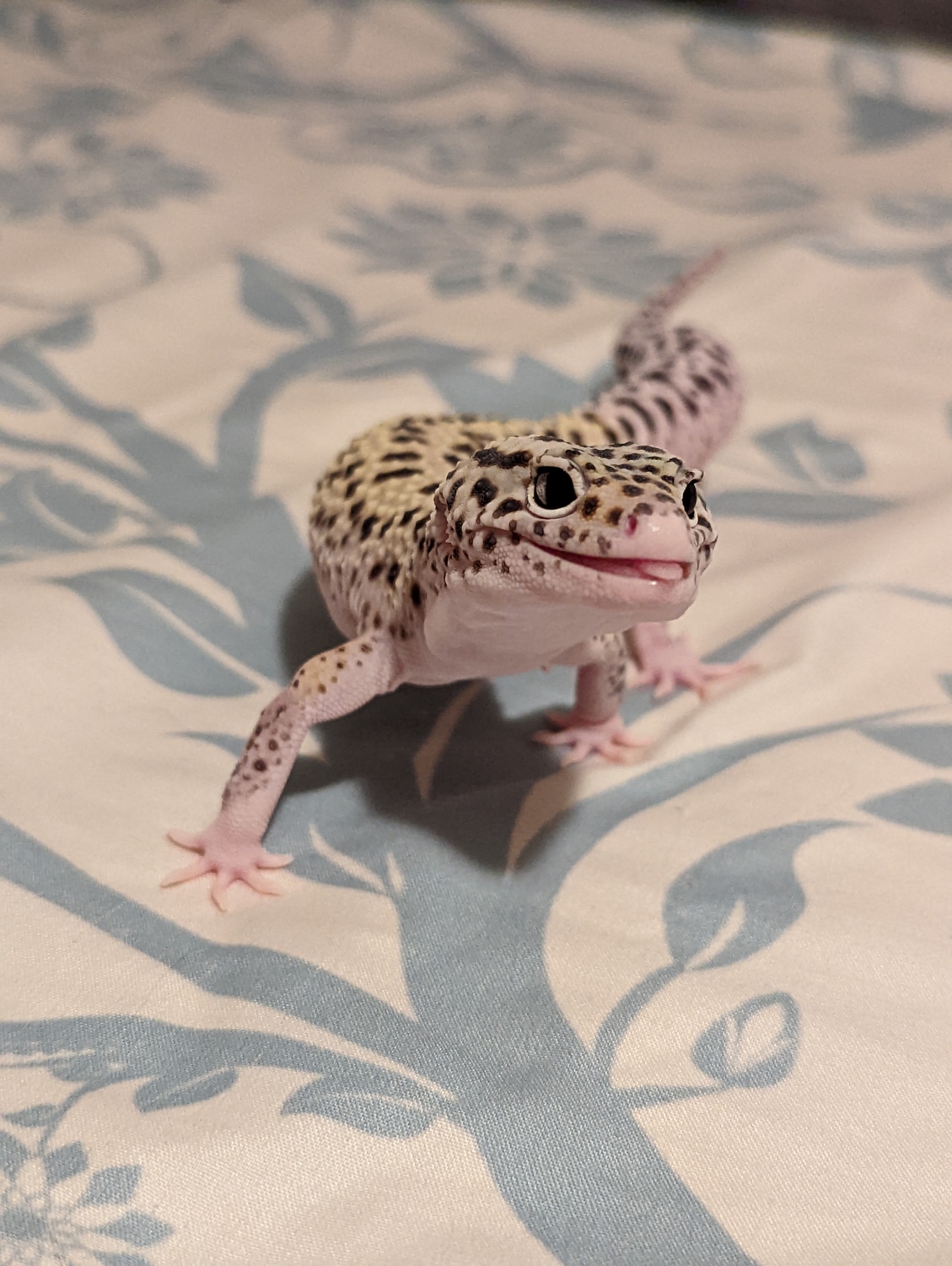 Eclipse Ph Tremper Leopard Gecko by Sierra Nevada Geckos - MorphMarket