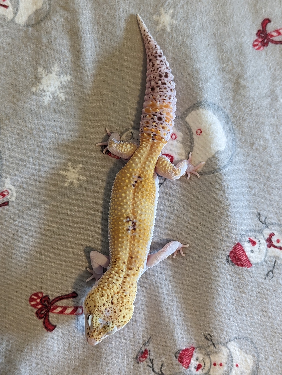 Tangerine Eclipse NKH Leopard Gecko by Sierra Nevada Geckos - MorphMarket