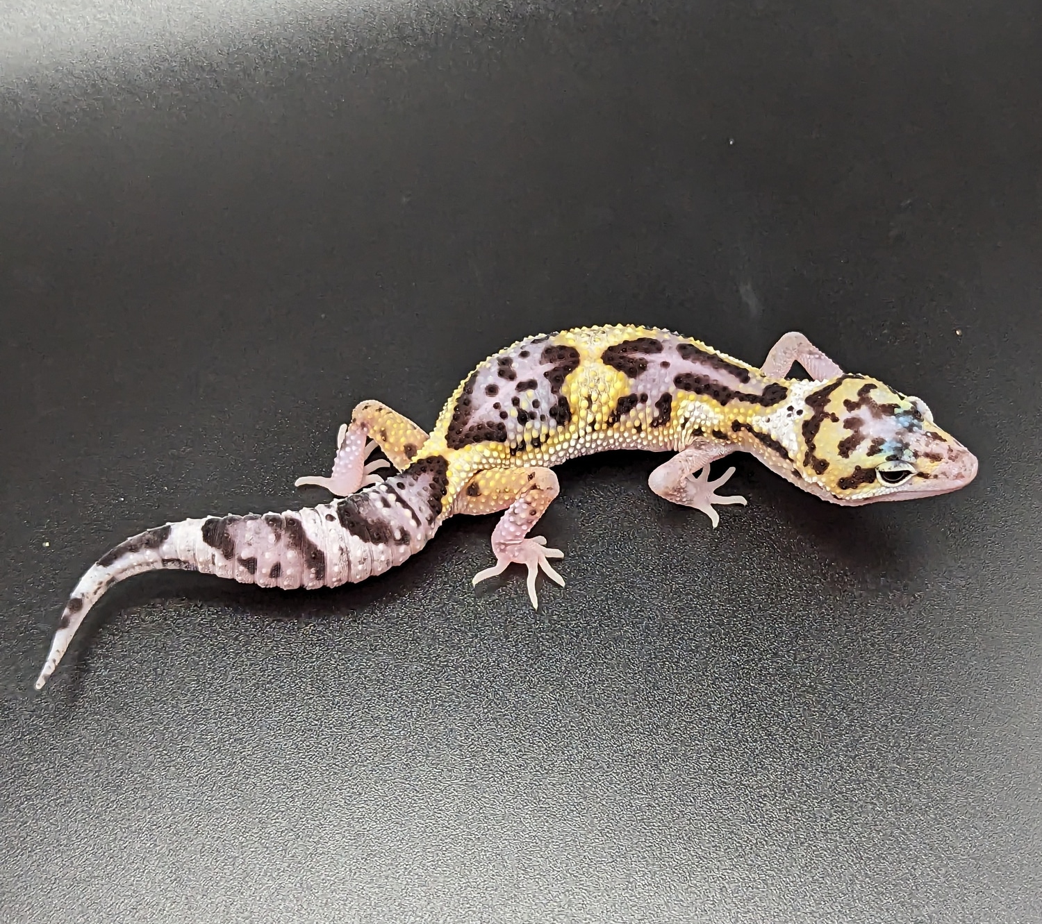 FREE SHIPPING TSF Hyper Xanthic Eclipse Very Low Ph Tremper Leopard ...