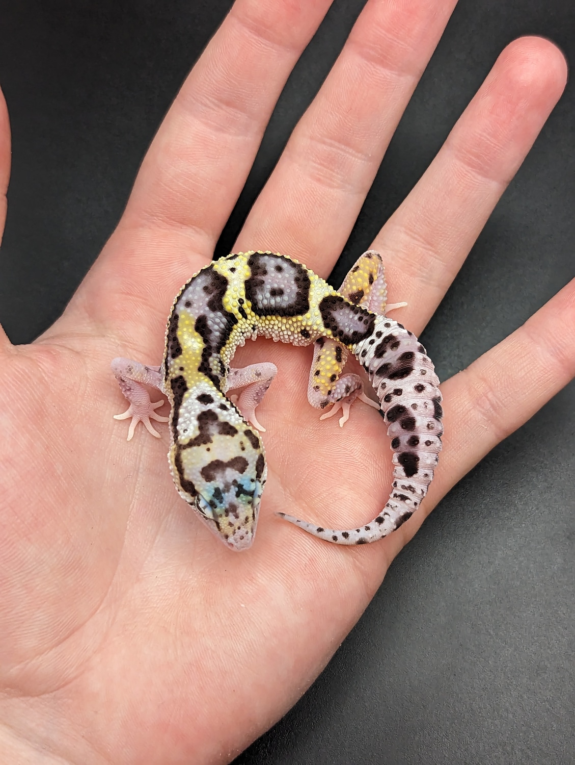 TSF Hyper Xanthic Mack Snow Eclipse Very Low Ph Tremper Leopard Gecko ...