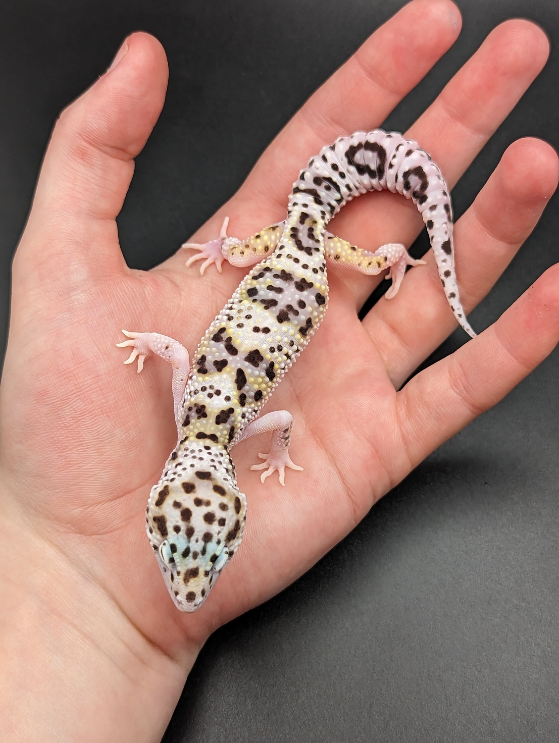 Mack Snow Eclipse 50% Het Tremper Leopard Gecko by Sierra Nevada Geckos ...