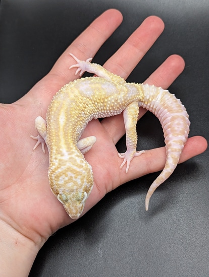 Mack Snow Raptor Leopard Gecko by Sierra Nevada Geckos