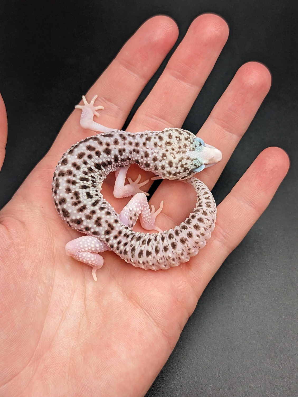 Hyper Xanthic Super Snow Eclipse Very Low Ph Tremper Leopard Gecko by ...