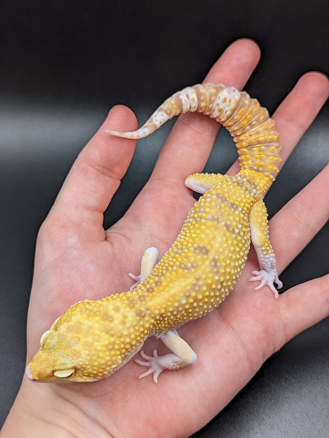 Tangerine Typhoon 66% Het Murphy's Patternless Leopard Gecko by Sierra ...