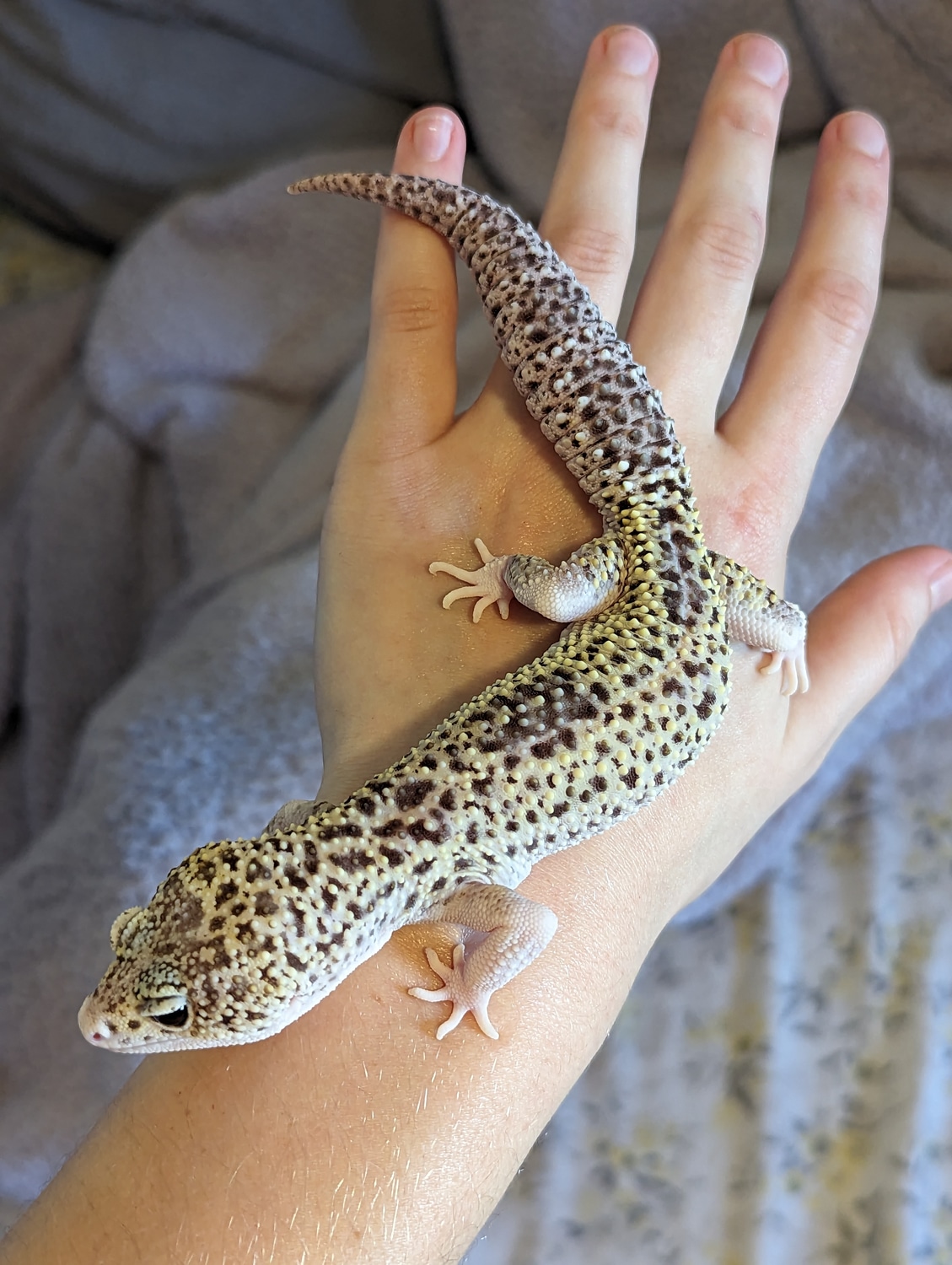 High % Hyper Xanthic Mack Snow Eclipse NKH Leopard Gecko by Sierra ...