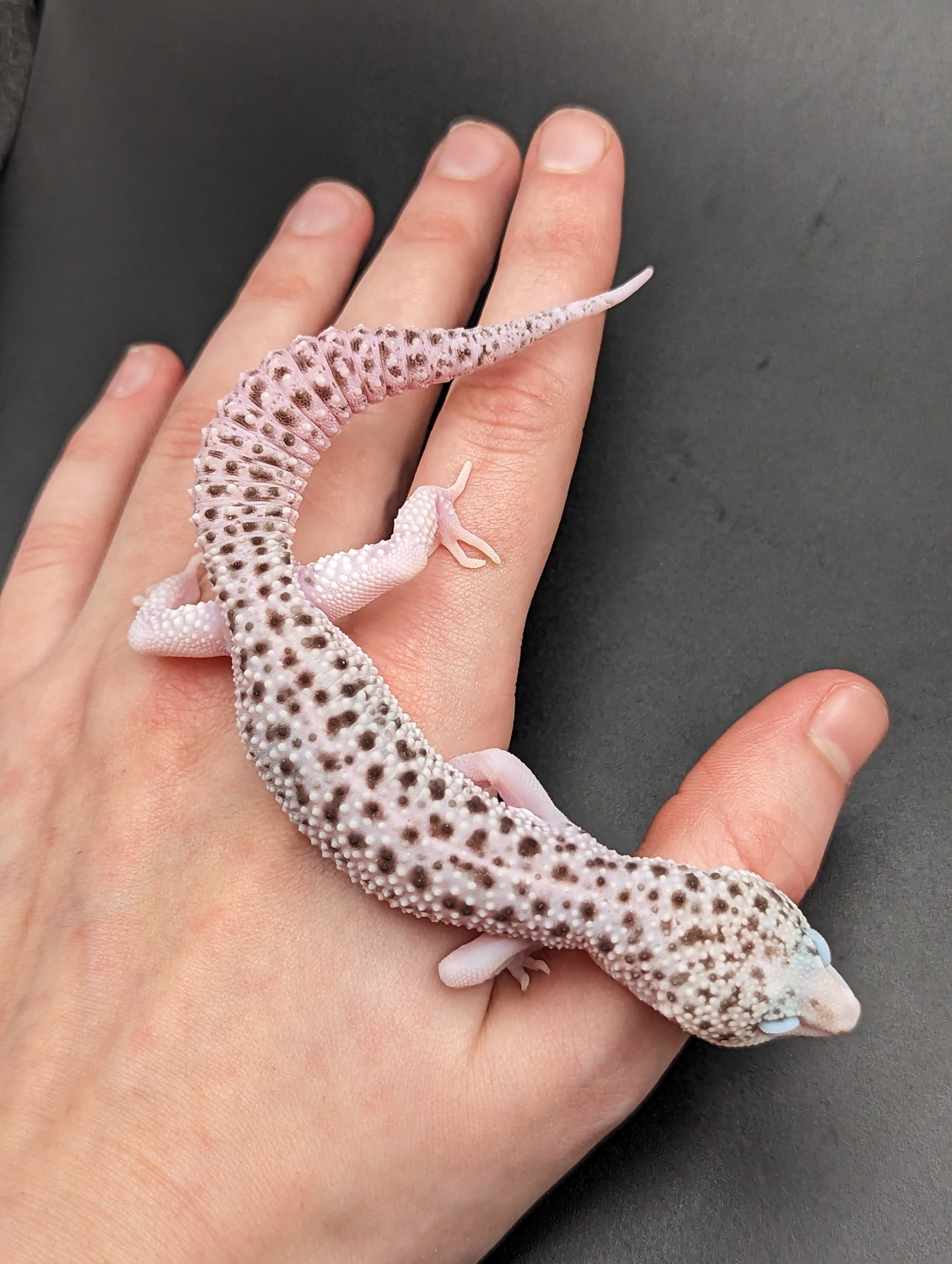 Hyper Xanthic Super Snow Eclipse Very Low Ph Tremper Leopard Gecko by ...