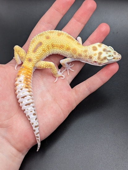 Raptor (RRS Lineage) Leopard Gecko by Sierra Nevada Geckos