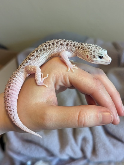 Hyper Xanthic Super Snow Eclipse Very Low Ph Tremper Leopard Gecko by ...