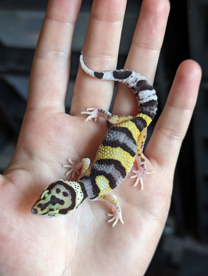 Mack Snow Eclipse Hyper Xanthic Cross Het Tremper Leopard Gecko by ...
