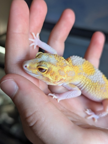 FREE SHIPPING Black Blood Raptor Leopard Gecko by Sierra Nevada Geckos