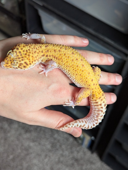 Blood Sunfire Radar Cross Leopard Gecko by Sierra Nevada Geckos