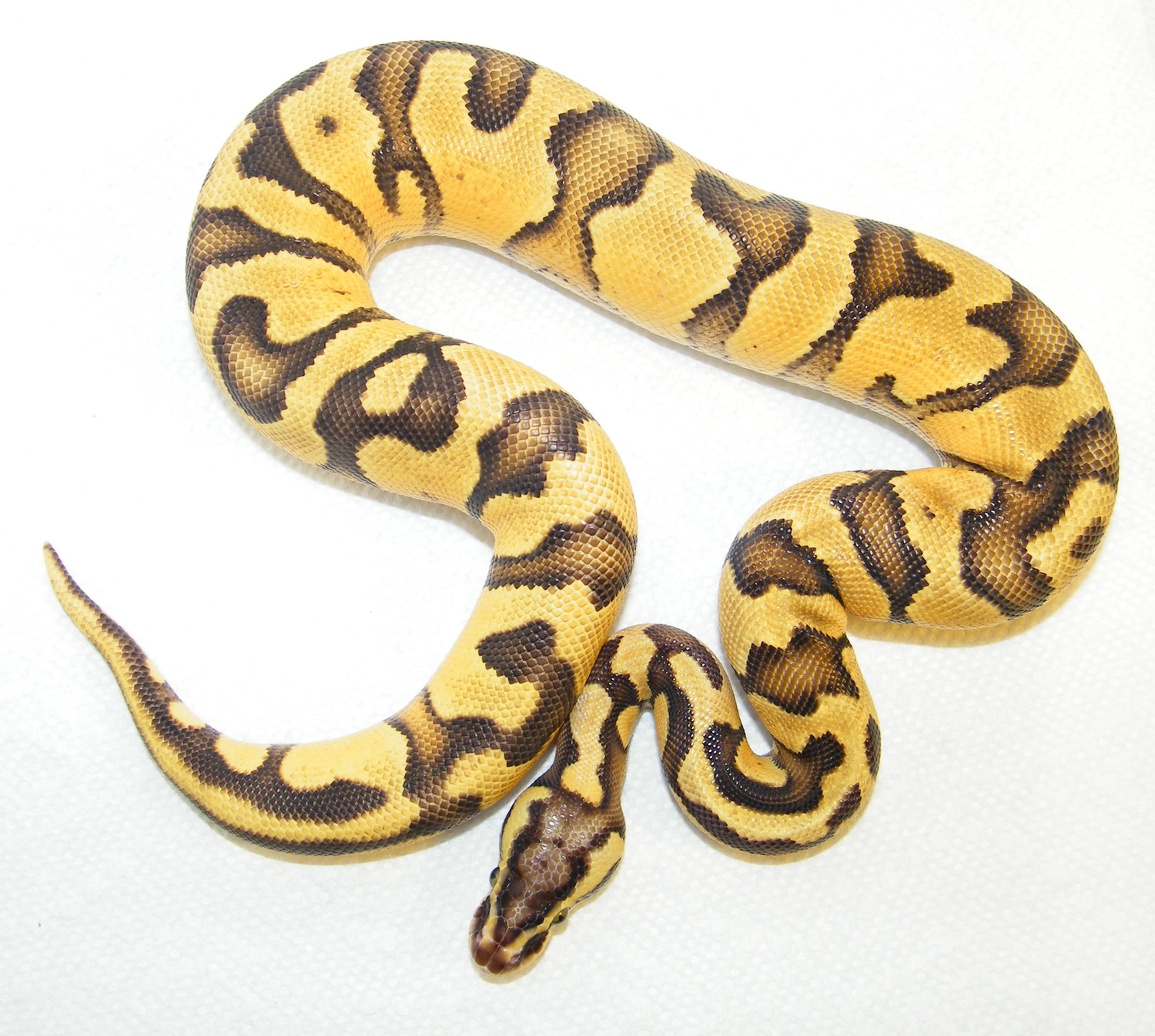 Citrus Pastel Enchi Yellowbelly Ball Python by Snowgyre Reptiles ...