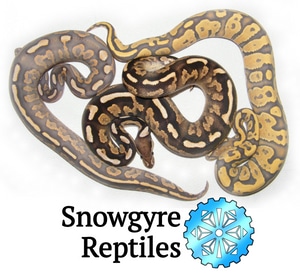 Fire OD DH Ghost Pied Ball Python by Snowgyre Reptiles - MorphMarket