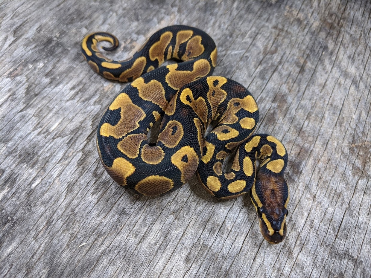 Fire Yellowbelly Dh Ghost Pied Ball Python by Snowgyre Reptiles ...
