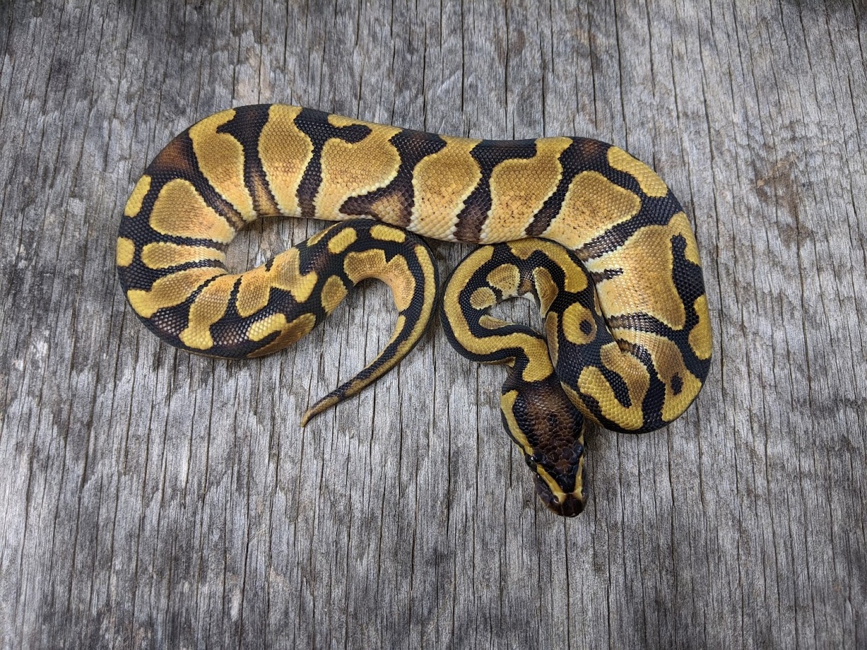 Enchi Double Het Ghost Pied Ball Python by Snowgyre Reptiles - MorphMarket