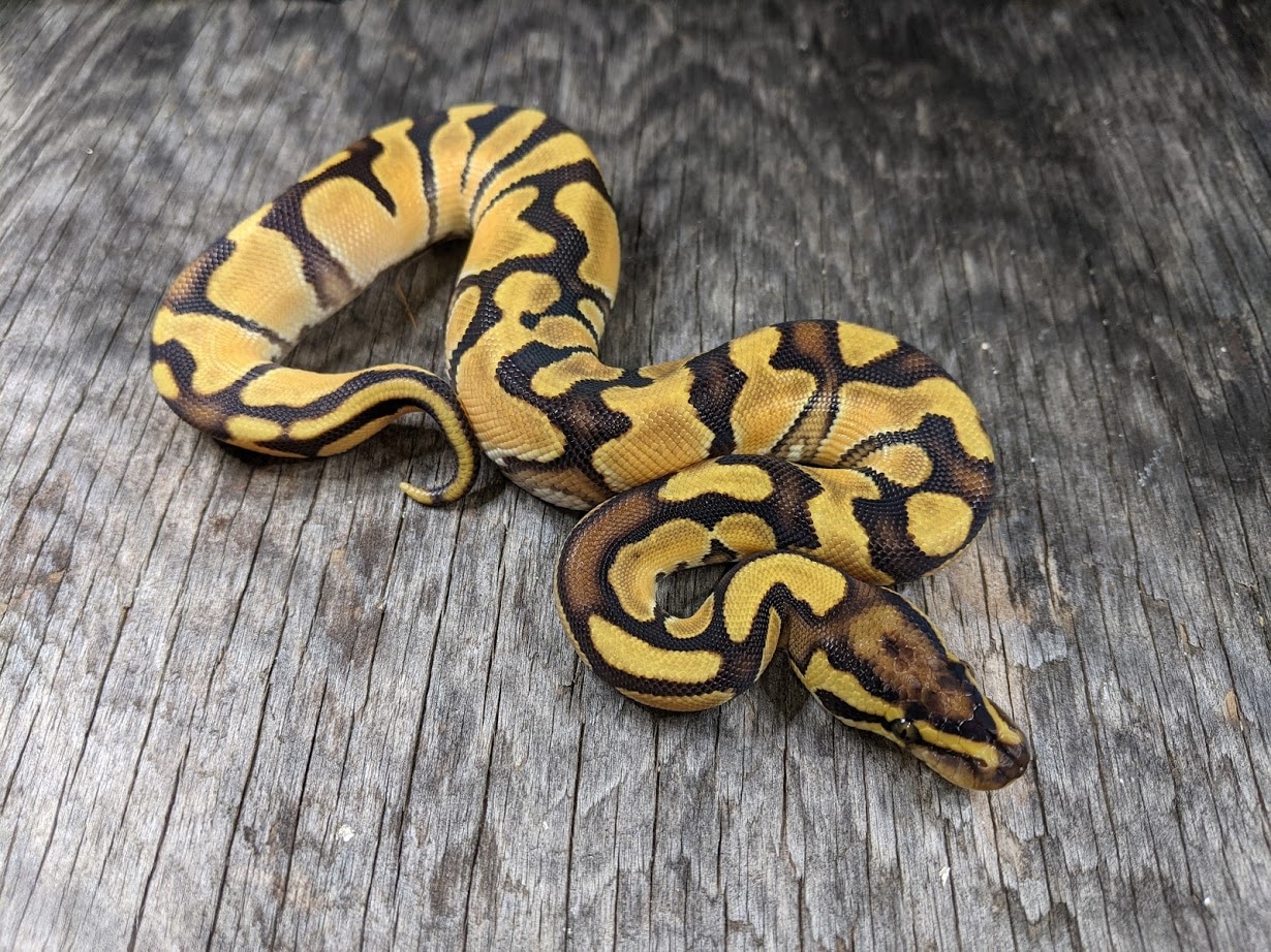 Orange Dream Russo Enchi Ball Python by Snowgyre Reptiles - MorphMarket