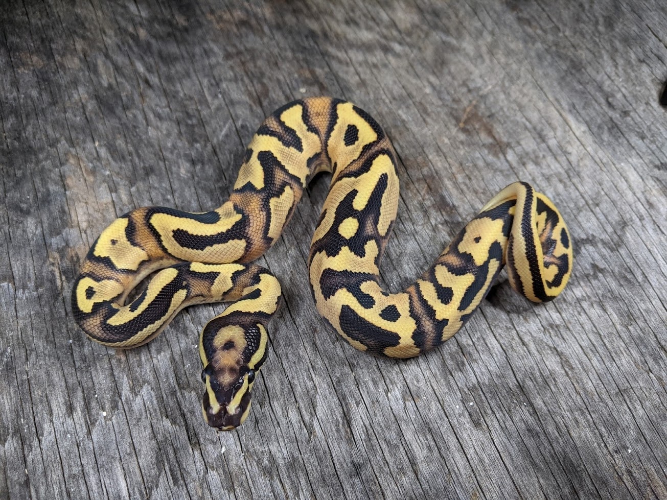 Fire OD DH Ghost Pied Ball Python by Snowgyre Reptiles - MorphMarket