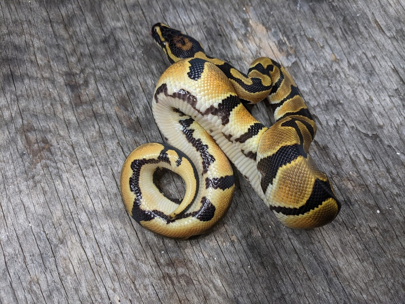 OD DH Ghost Pied Ball Python by Snowgyre Reptiles - MorphMarket