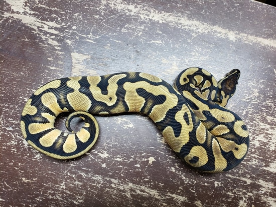 Orange Dream Arroyo Ball Python by Snowgyre Reptiles