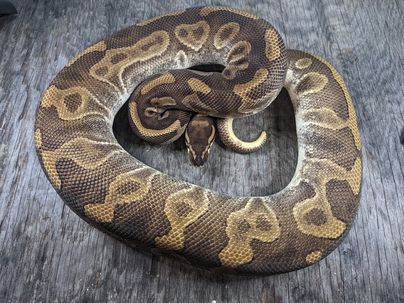 Ghi Enchi Leopard Ball Python by Snowgyre Reptiles - MorphMarket