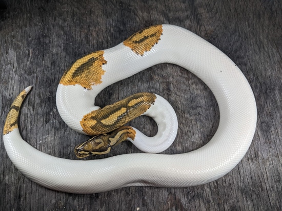 PROVEN (Fire?) Yb Ghost Pied Ball Python by Snowgyre Reptiles