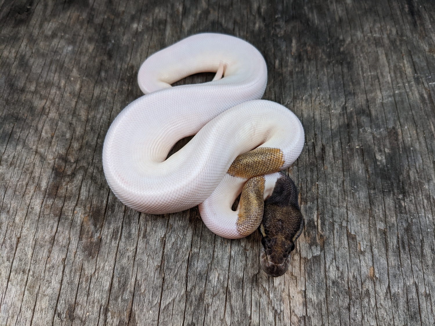 Mojave Blackhead Pied Ball Python by Snowgyre Reptiles - MorphMarket