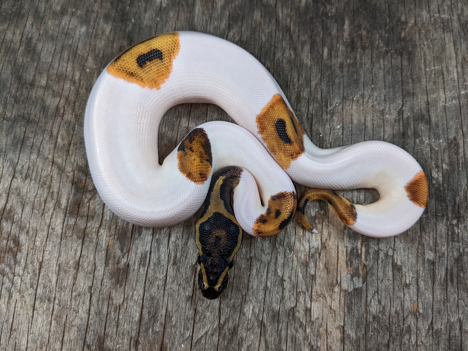 Pied Pos. Blackhead Ball Python by Snowgyre Reptiles - MorphMarket