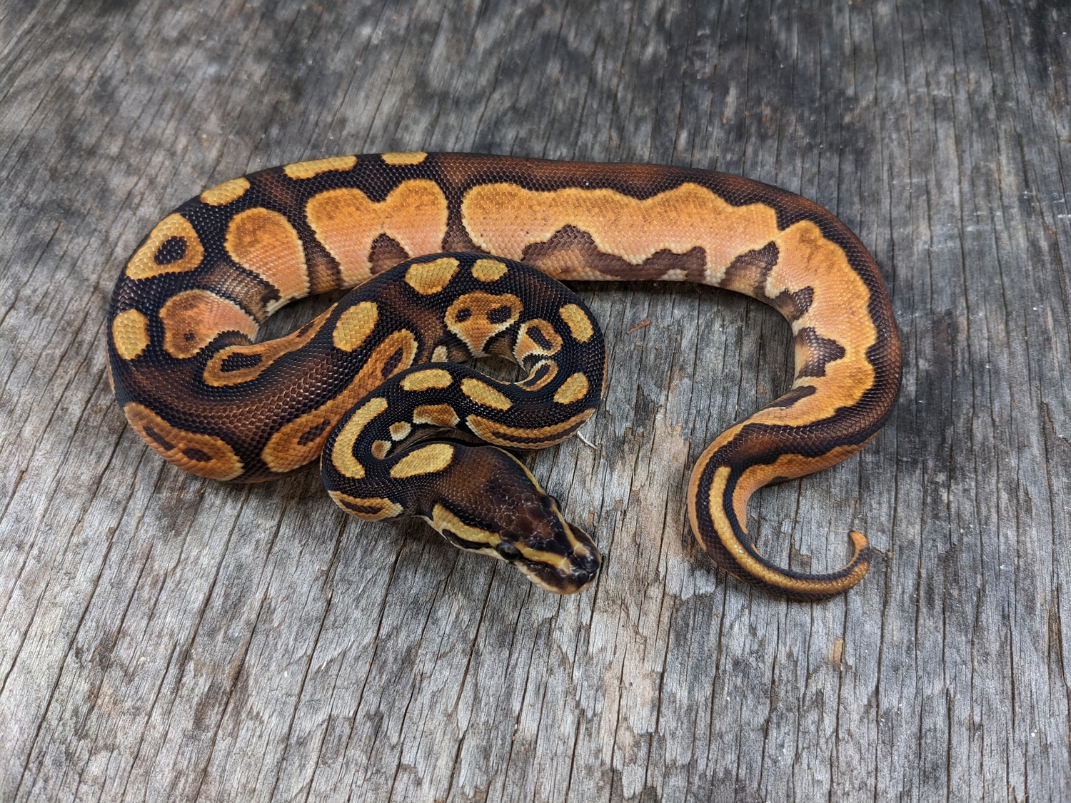Enchi Cinnamon Het Pied 66% Het Ghost Ball Python by Snowgyre Reptiles ...