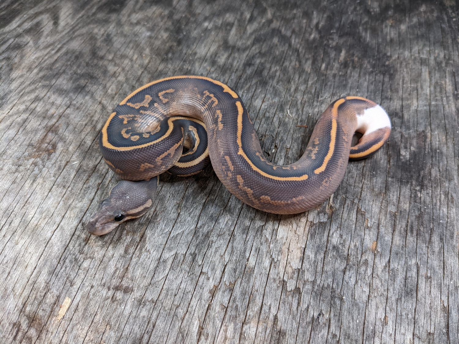 Fire Yellowbelly Cinnamon Ghost Het Pied Ball Python by Snowgyre ...