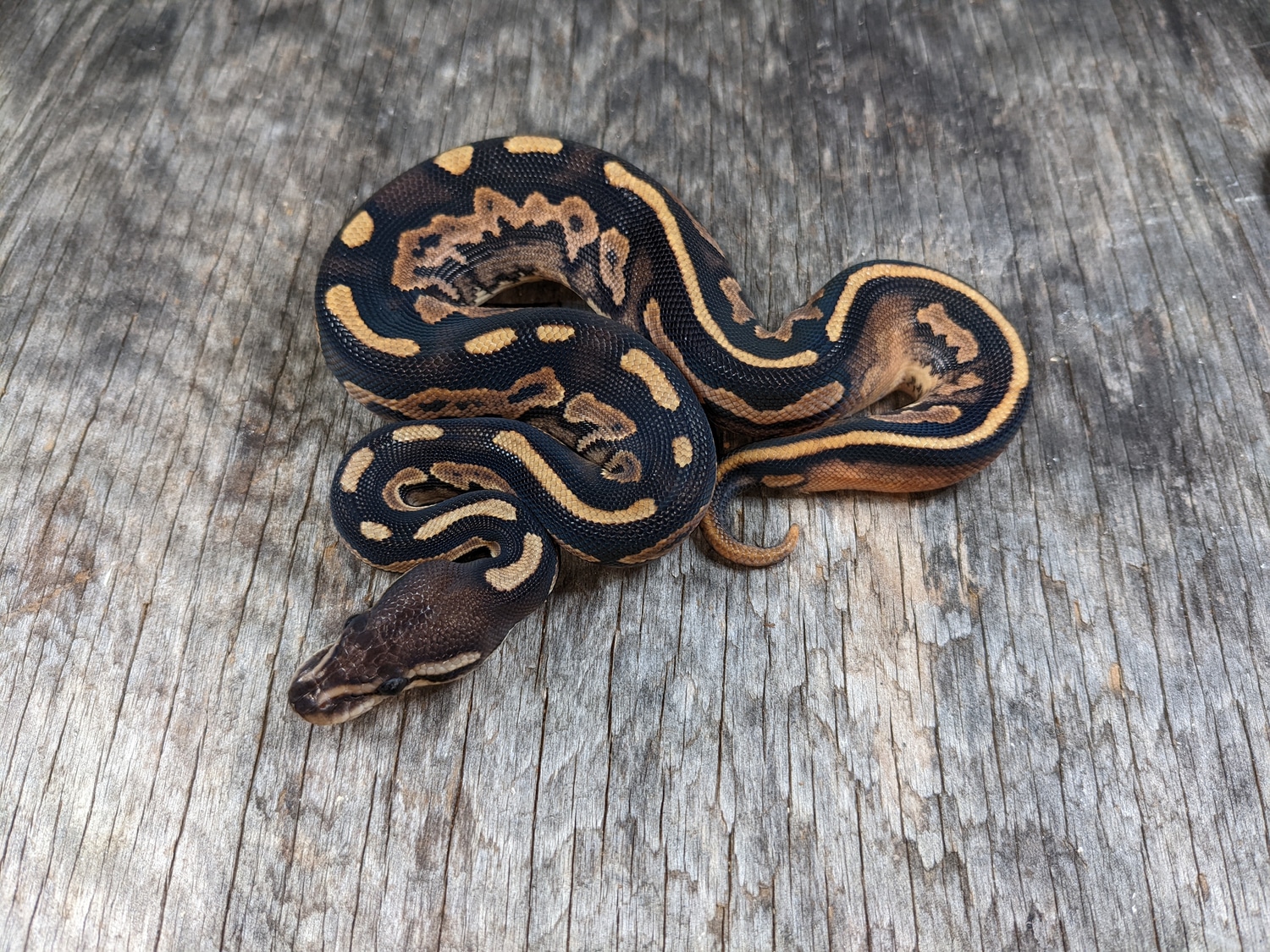 Cinnamon Yellowbelly Het Pied 66% Het Ghost Ball Python by Snowgyre ...
