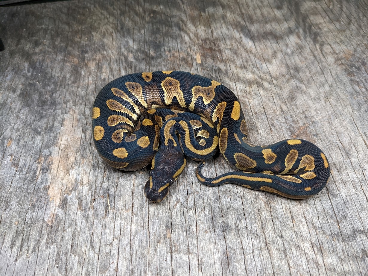 Blackhead DH Ghost Pied Ball Python by Snowgyre Reptiles - MorphMarket