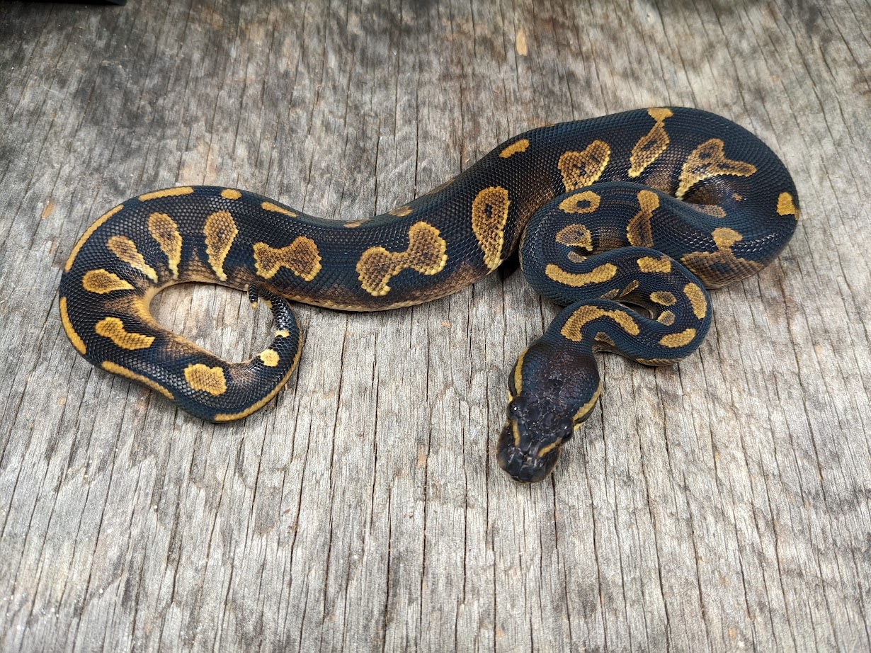 Blackhead DH Ghost Pied Ball Python by Snowgyre Reptiles - MorphMarket