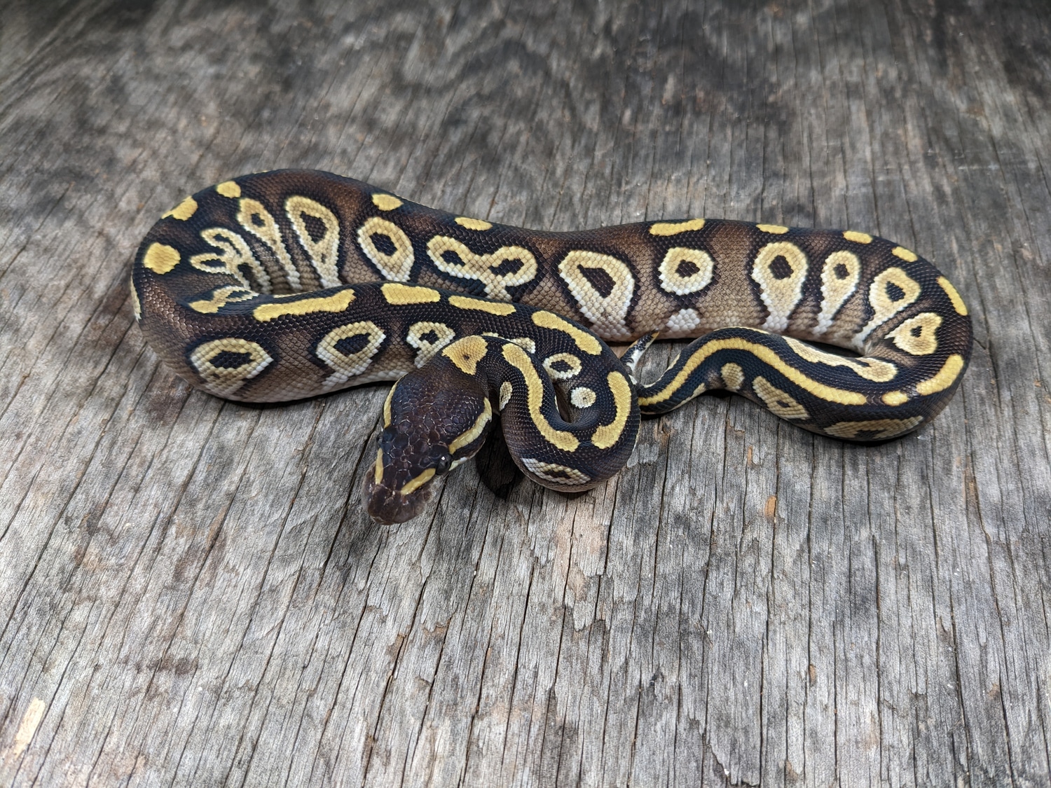 Mojave Het Pied Ball Python by Snowgyre Reptiles - MorphMarket