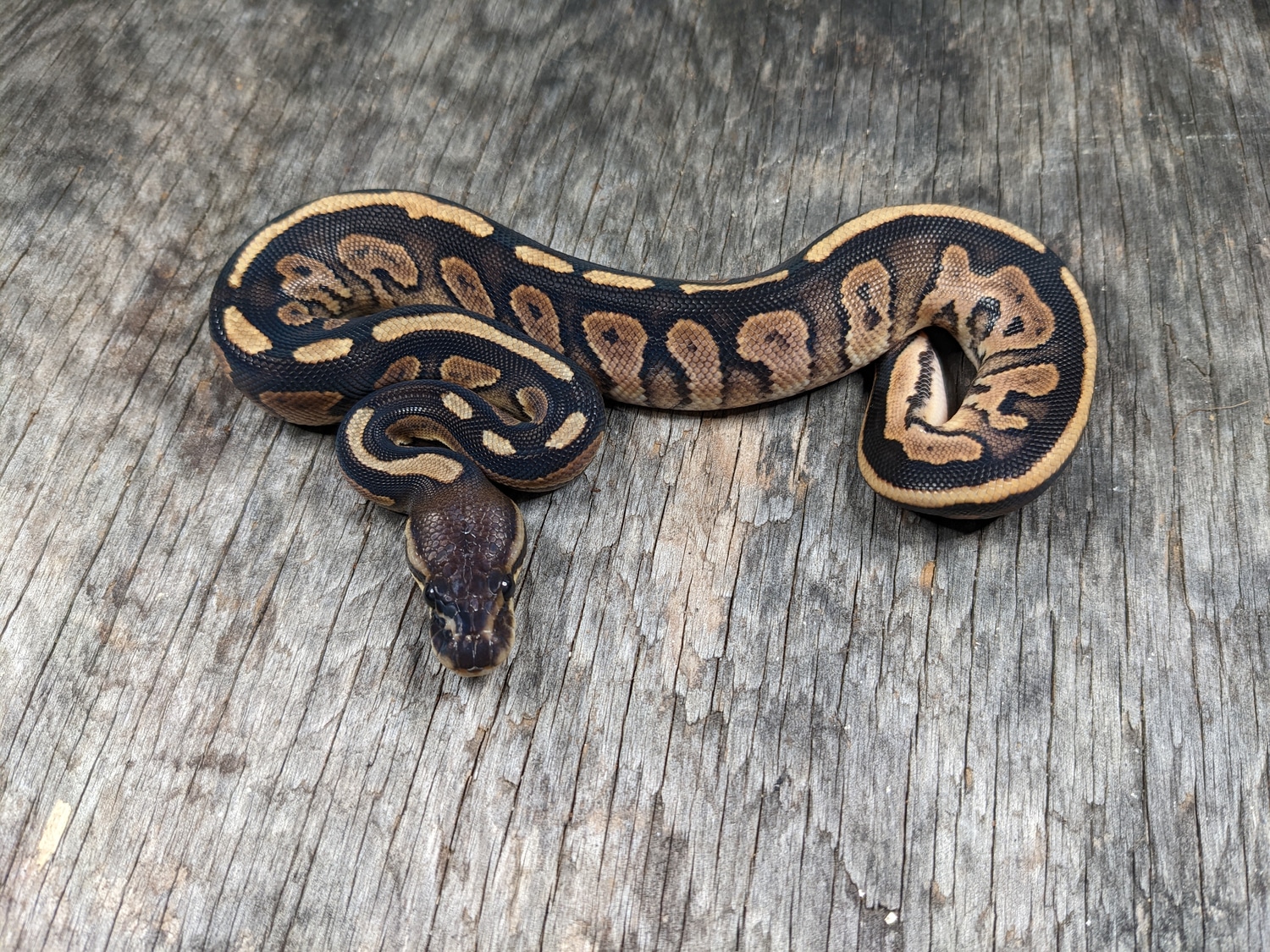 Cinnamon Het Pied Possible Het Ghost Ball Python by Snowgyre Reptiles ...