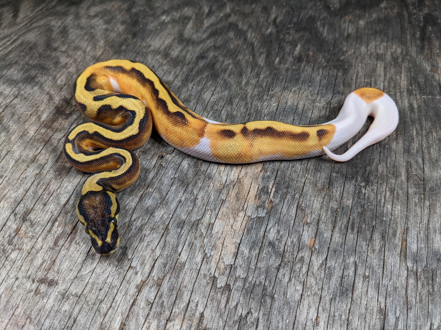 Enchi Pied Possible Het Ghost Ball Python by Snowgyre Reptiles ...