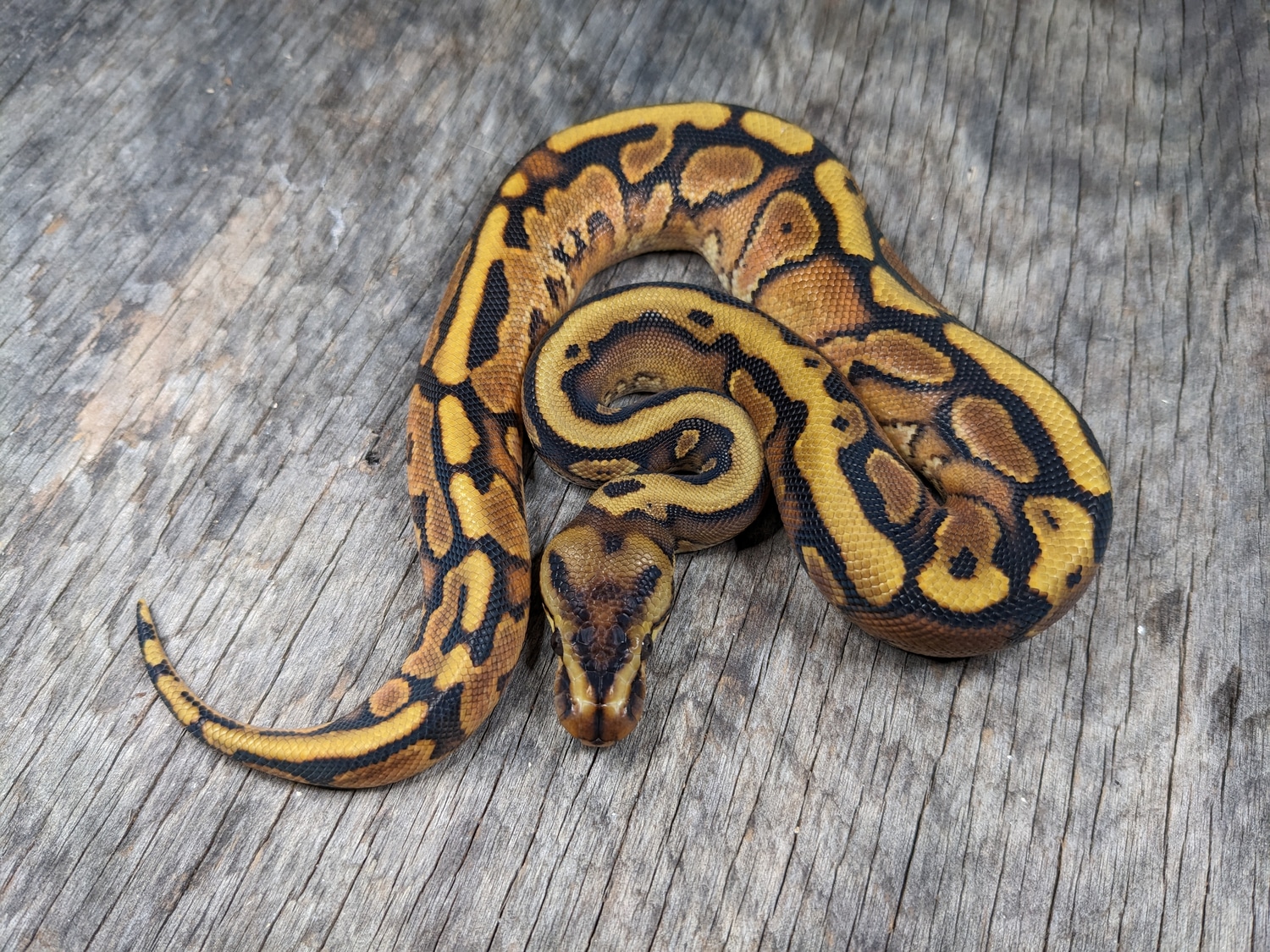 Hidden Gene Woma Yellowbelly Het Pied 50% Het Hypo Ball Python by ...
