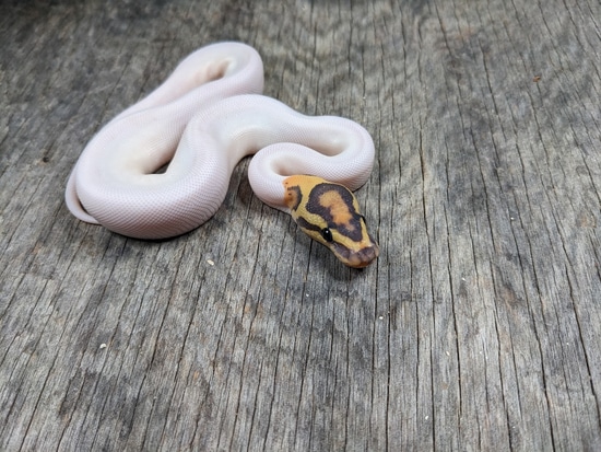 Fire Yellowbelly Orange Dream Hypo Pied Ball Python by Snowgyre Reptiles