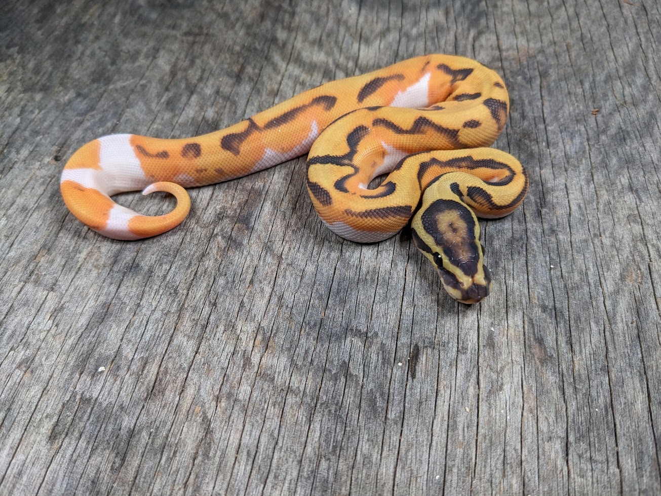 Orange Dream Enchi Hypo Pied Ball Python by Snowgyre Reptiles - MorphMarket