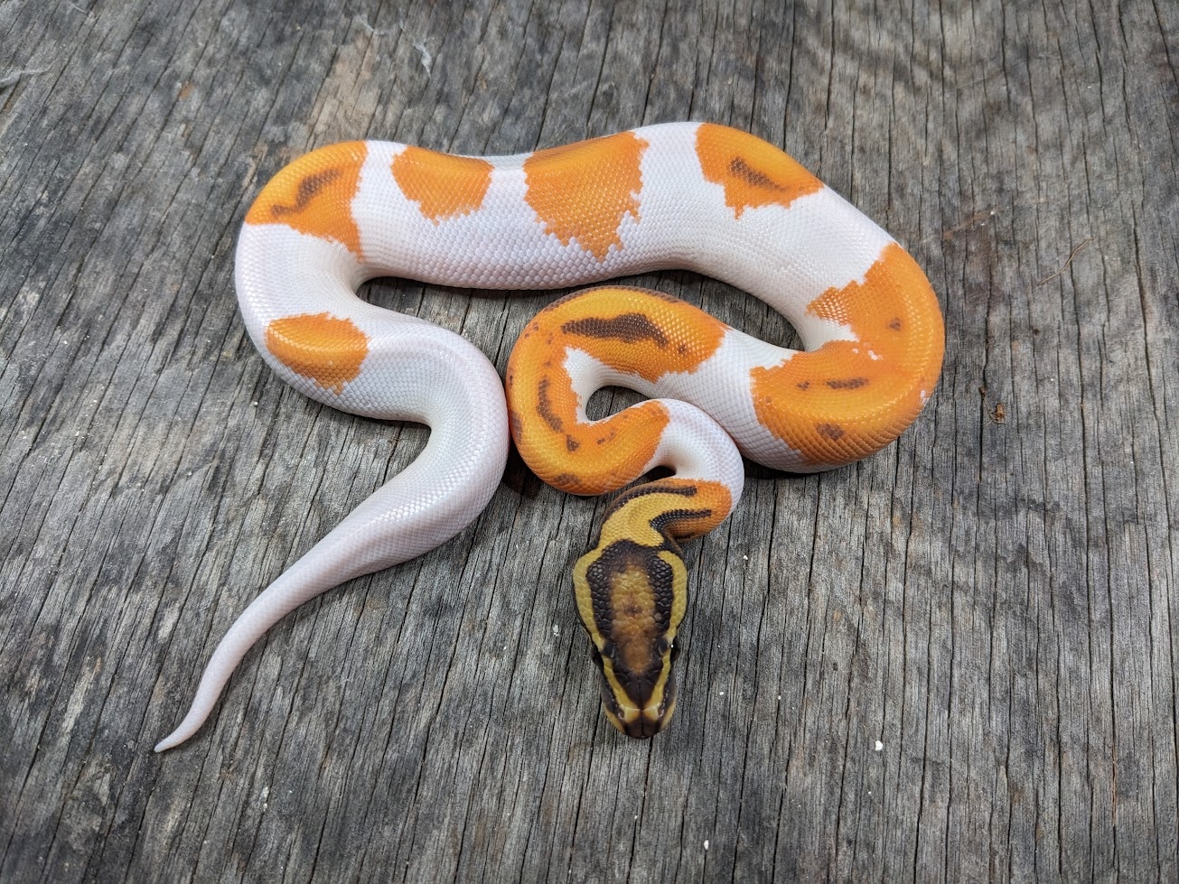 Enchi Yellowbelly Orange Dream Hypo Pied Ball Python by Snowgyre Reptiles - MorphMarket